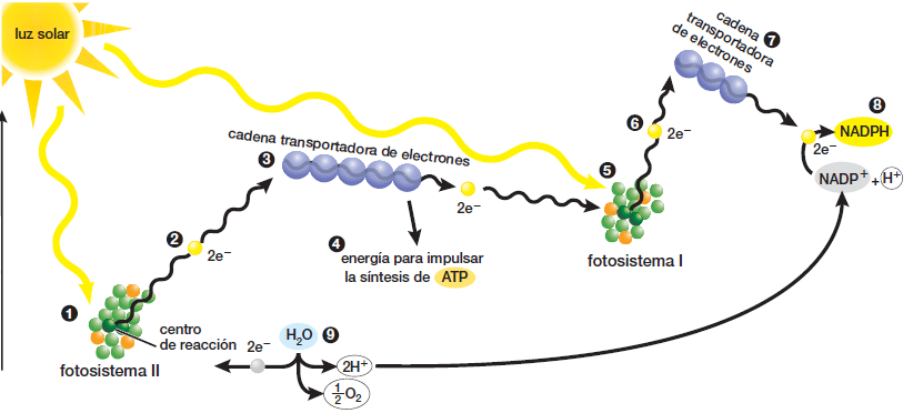 ASPECTOS GENERALES DE LA FASE LUMINOSA - Curso para la UNAM