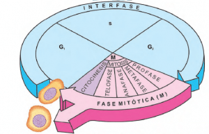 FASES DEL CICLO CELULAR - Curso para la UNAM