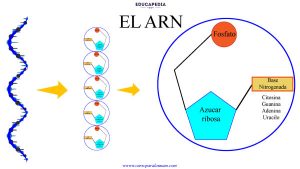ESTRUCTURA Y FUNCIONES DEL ARN - Curso para la UNAM