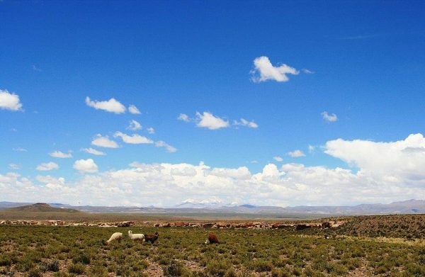 DISTRIBUCIÓN DE LAS LLANURAS, MESETAS MONTAÑAS MÁS REPRESENTATIVAS DEL ...