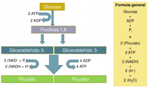 Aspectos Generales Del Glucólisis Curso Para La Unam