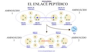 ENLACE PEPTÍDICO - Curso para la UNAM