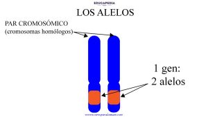 FORMULACIÓN DE LA TEORÍA CROMOSÓMICA DE LA HERENCIA - Curso para la UNAM
